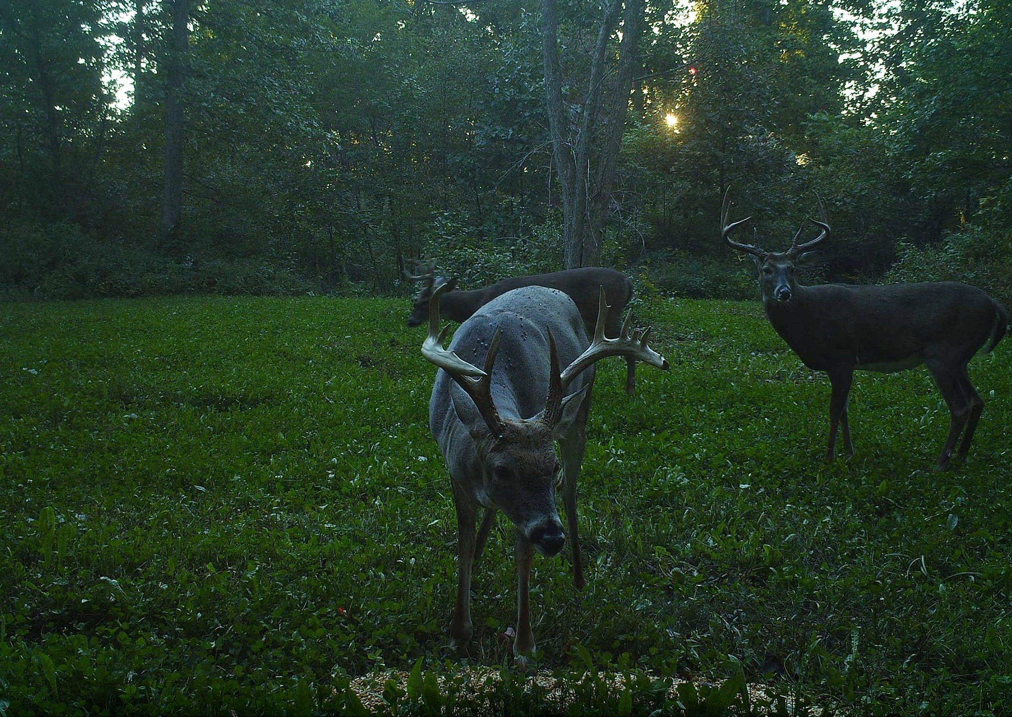 CWD Baiting Bans | How Can Food Plots Fill the Gap? - DeerGro